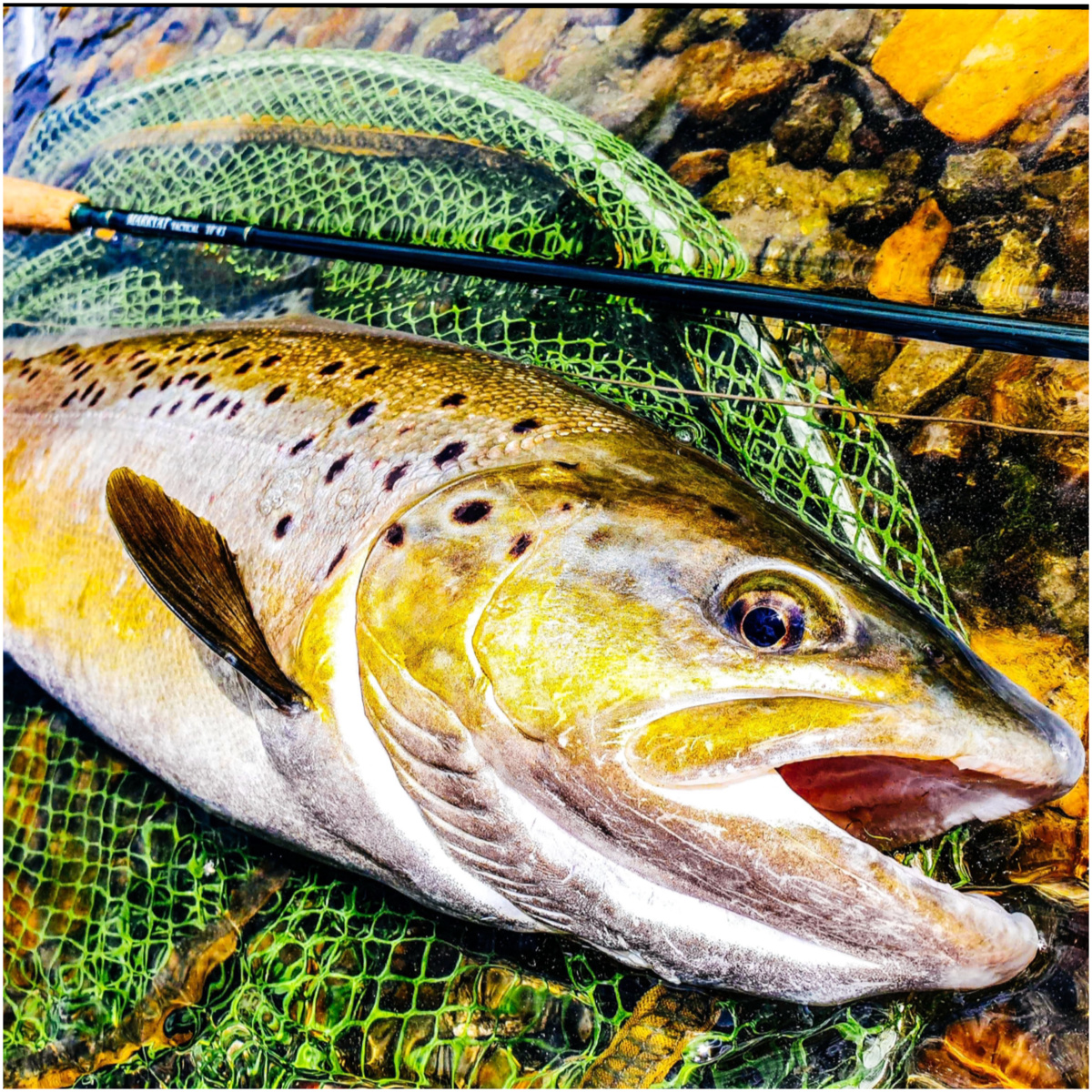 Initiation & Perfectionnement pêche à la mouche : Sèche~ Nymphe ~ NAV